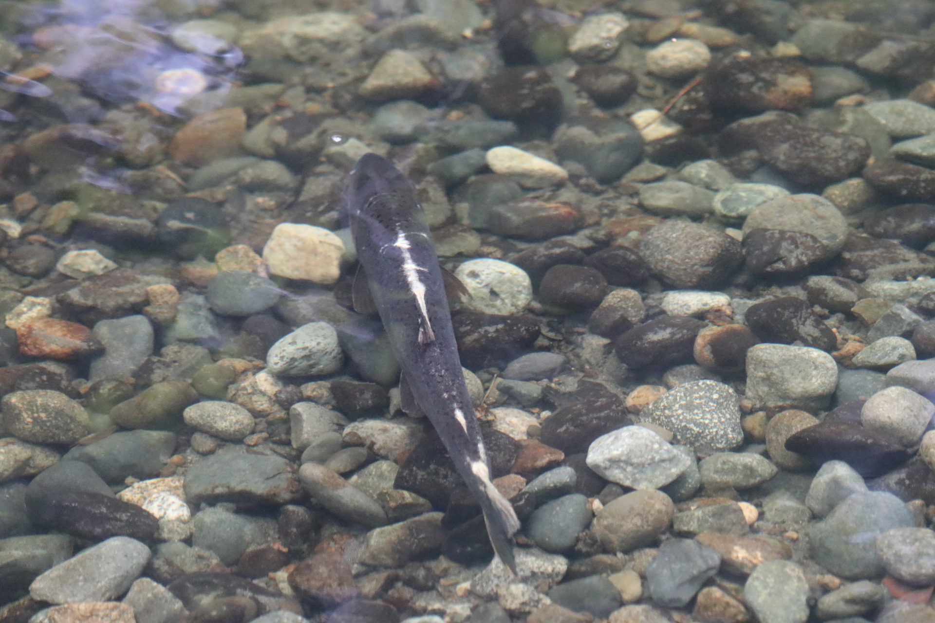 Colquitz River restoration story map by UVic Community Mapping students ...
