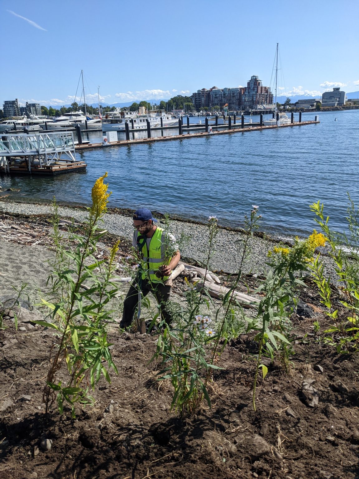 Songhees Walkway Pocket Beach Restoration - Peninsula Streams Society