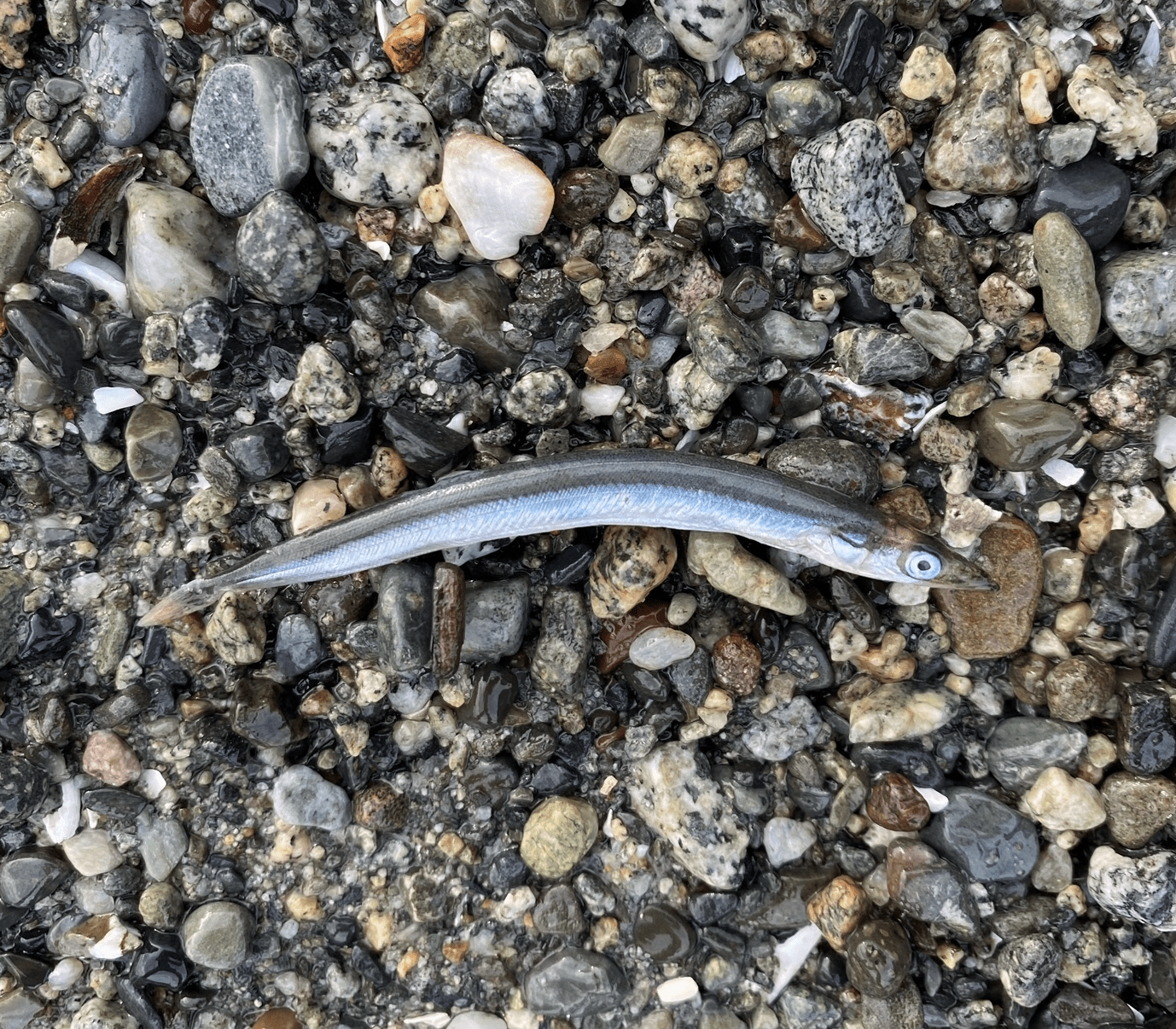 BEACH Program - Peninsula Streams Society