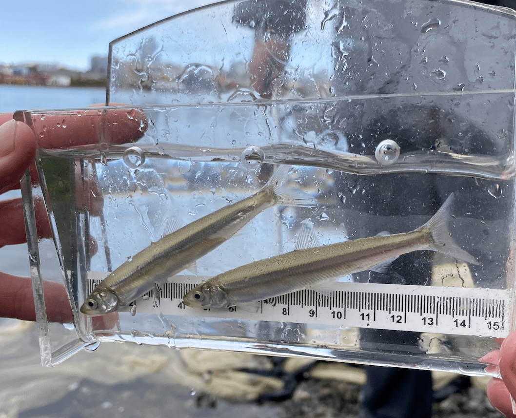 BEACH Program - Peninsula Streams Society