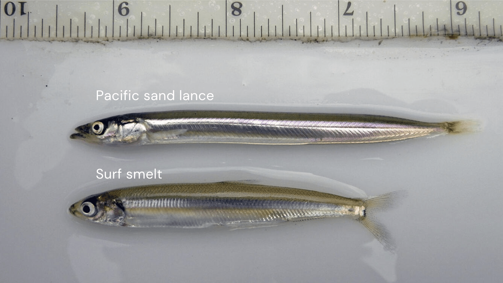 BEACH Program - Peninsula Streams Society