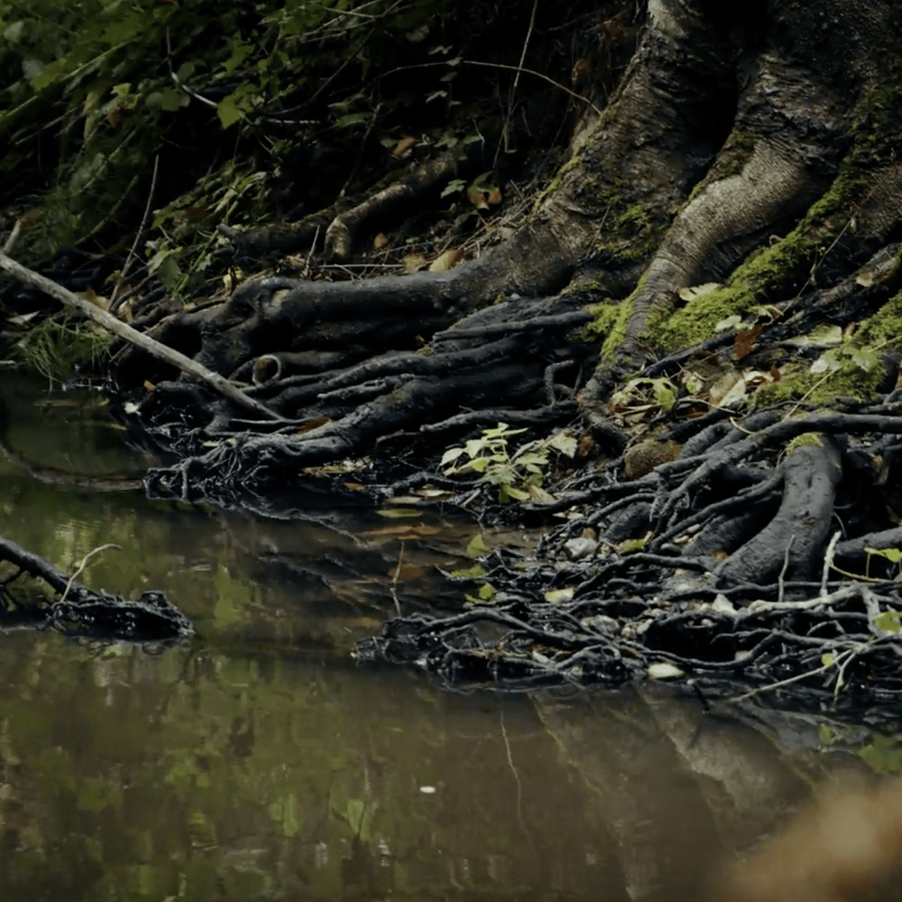 Peninsula Streams Society